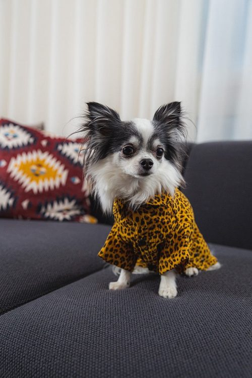 PIŽAMA ZA PSA LEOPARD - Pancho