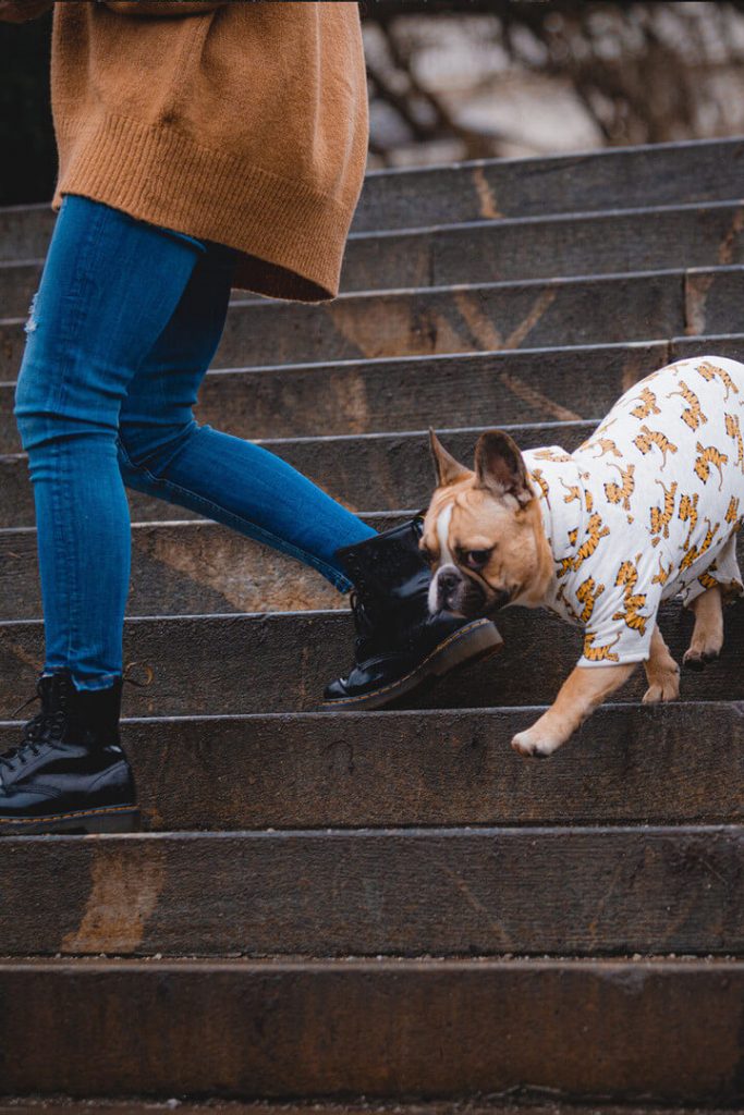 OBLAČILO ZA PSA TIGER - Pancho