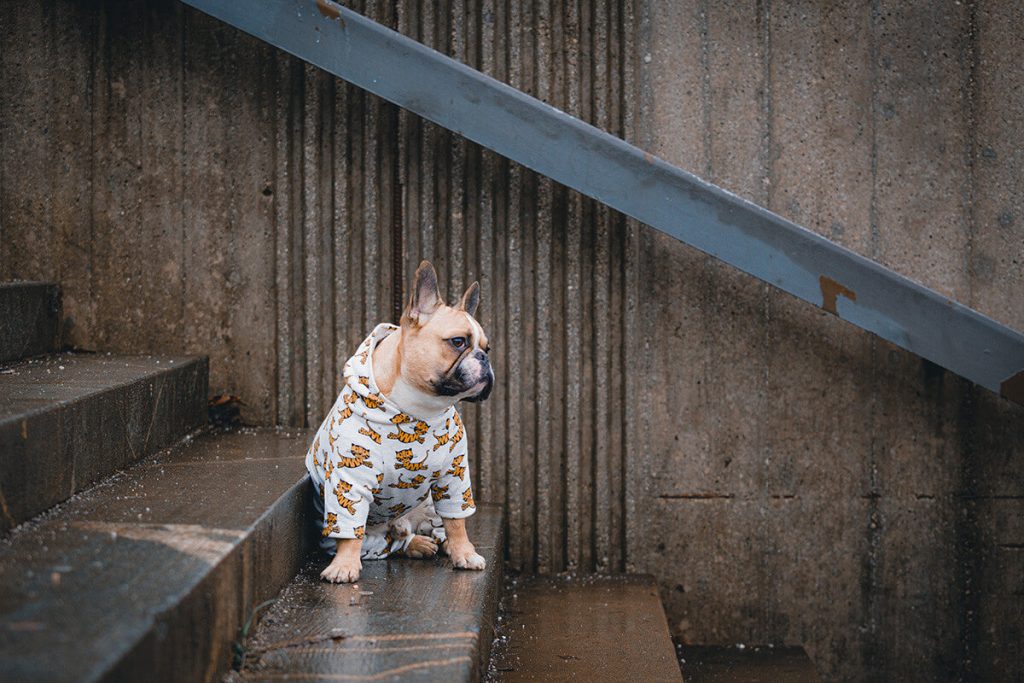 OBLAČILO ZA PSA TIGER - Pancho